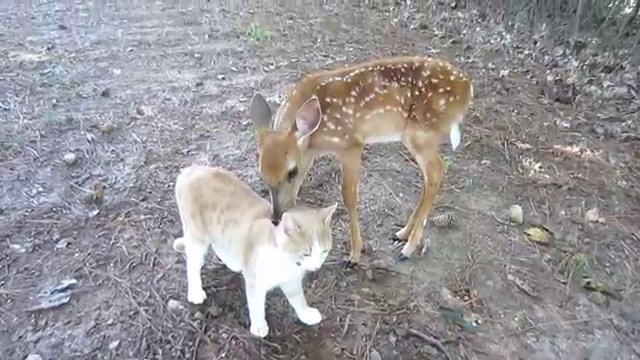 Il cerbiatto ed il micio sono diventati migliori amici, che dolcezza!