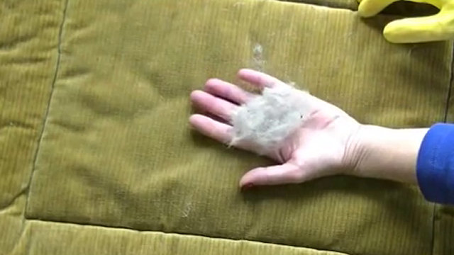Un modo semplice e veloce per rimuovere i peli degli animali Un modo semplice e veloce per rimuovere i peli degli animali