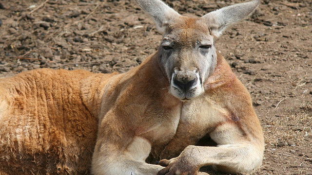 Un canguro muscoloso si mette in mostra - Video incredibili
